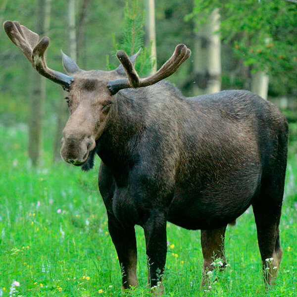 Online-zoo. Pet story.