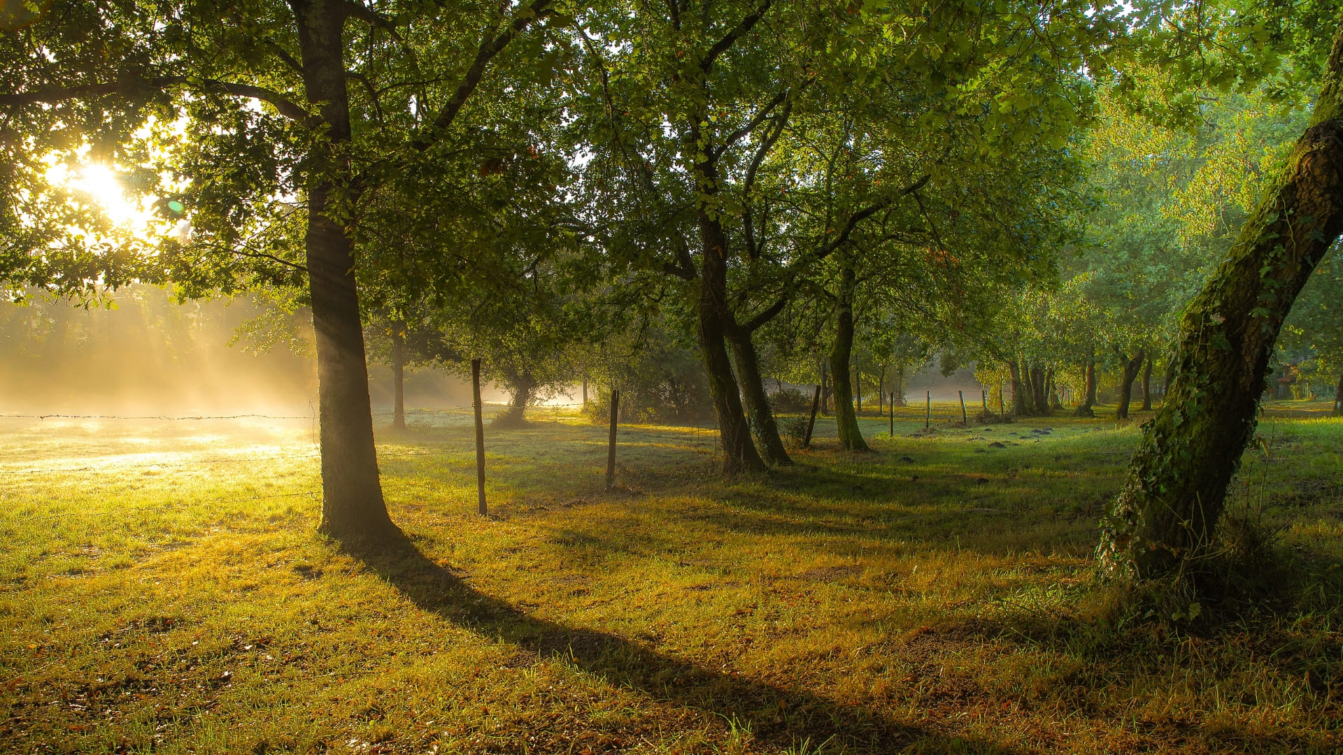 Ecosounds